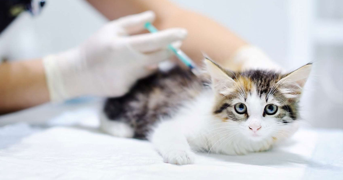 Impfung Katze: Impfplan, Kosten & Pflichten | Allianz