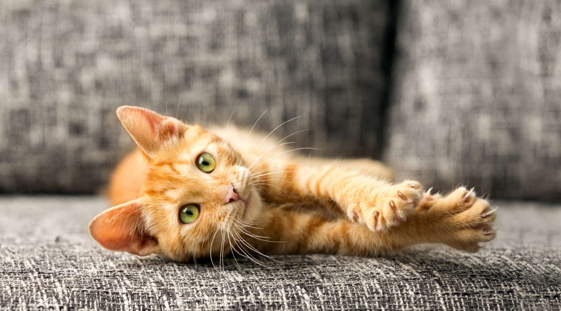 Wie alt werden Katzen? Katzenjahre in Menschenjahre | Allianz