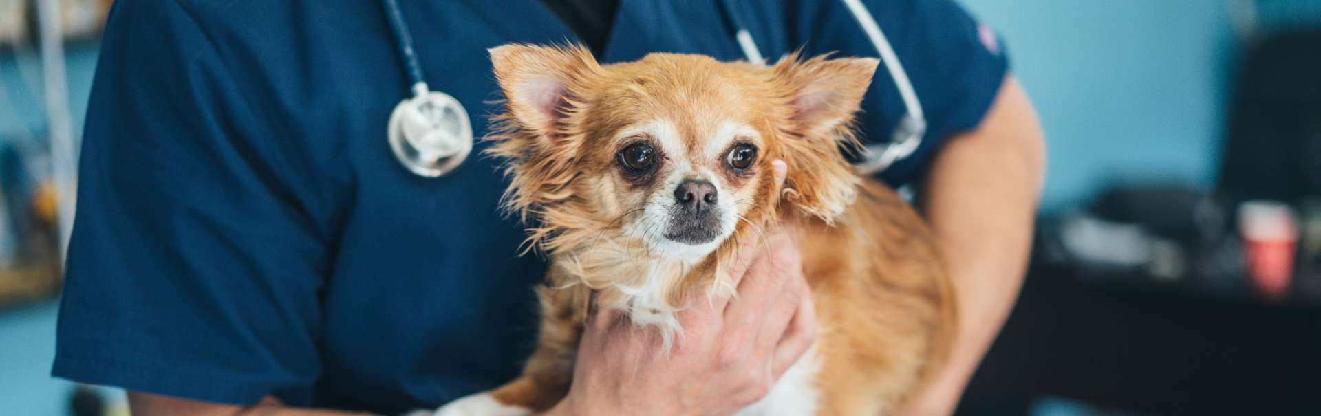 Kastration Beim Hund Ablauf Vorteile Und Nachteile