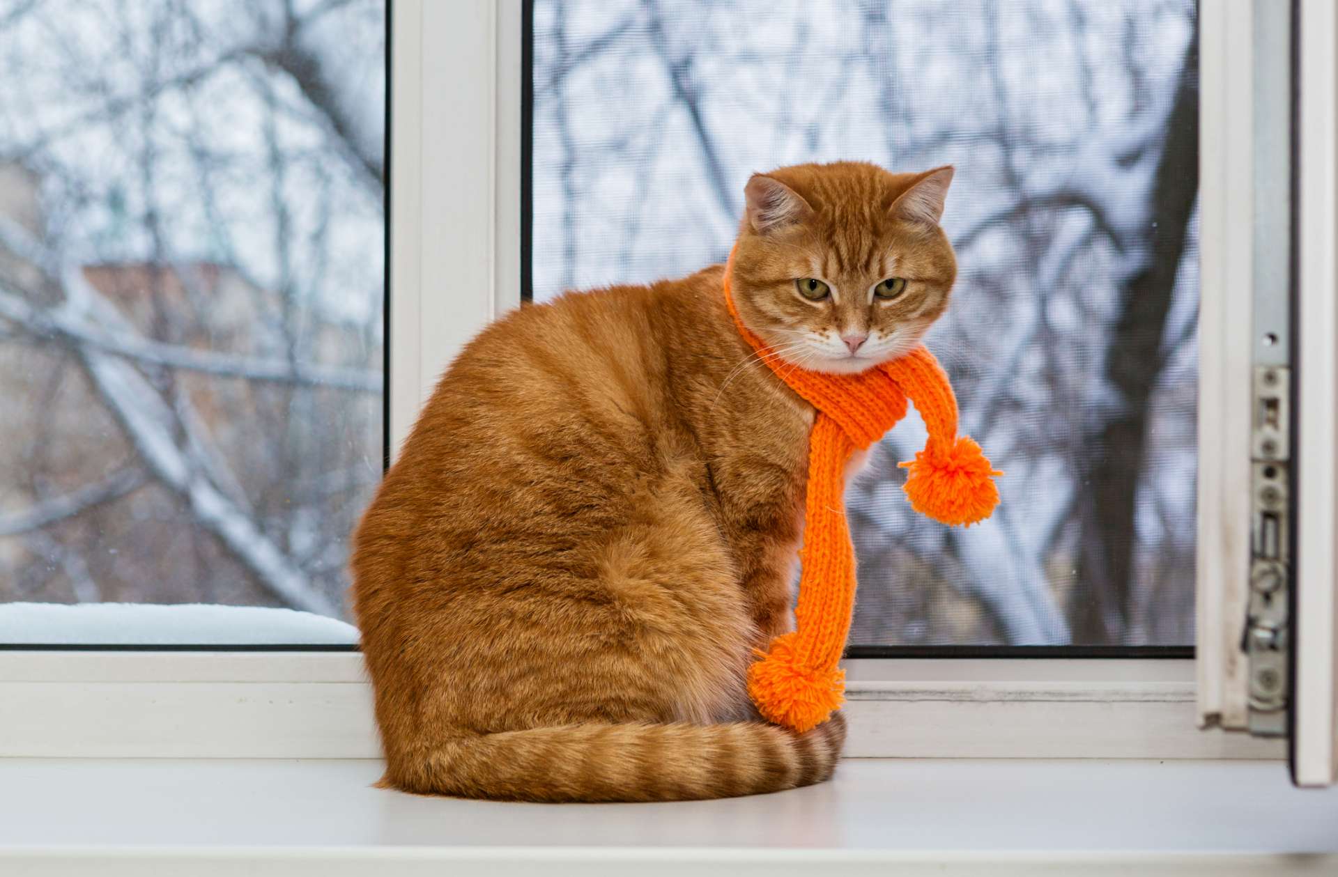 Impfung Katze: Impfplan, Kosten & Pflichten | Allianz