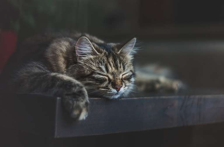 Impfung Katze: Impfplan, Kosten & Pflichten | Allianz