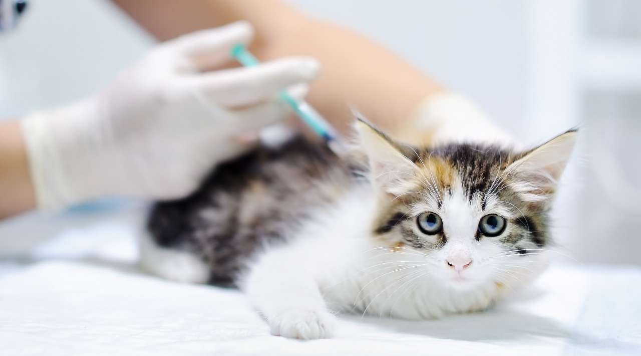 Was Kostet Impfung Katze