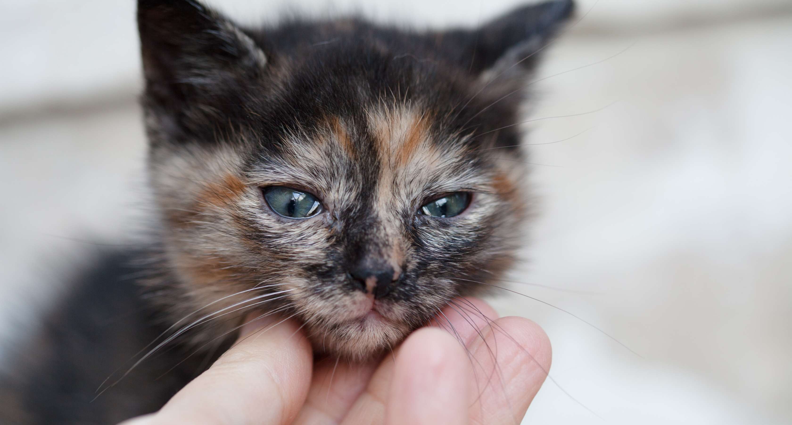 Katzenschnupfen – Symptome und Behandlung | Allianz