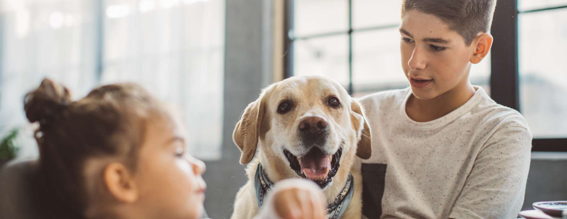 Hund anschaffen: Ja oder nein? Fragen vor Hundekauf | Allianz